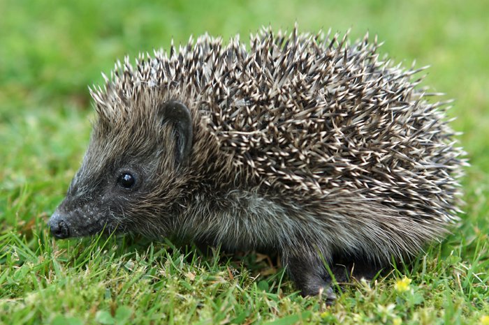 Sentrumbarnehager: desember 2015