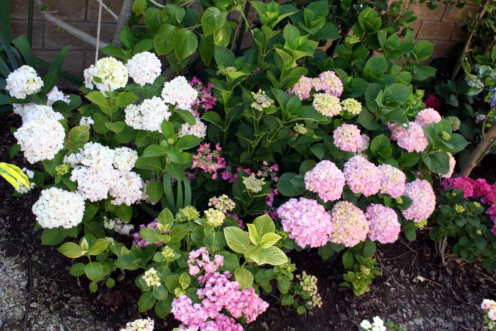 Colorful Gardening in Southern California: Heavenly Hydrangeas in Summer