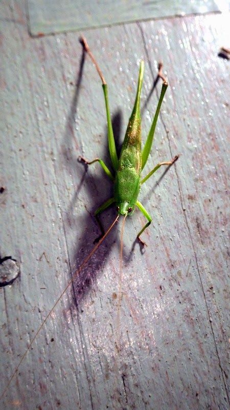 Kaitlyn's Paraguay Adventures!: Paraguay Insects- Post 1