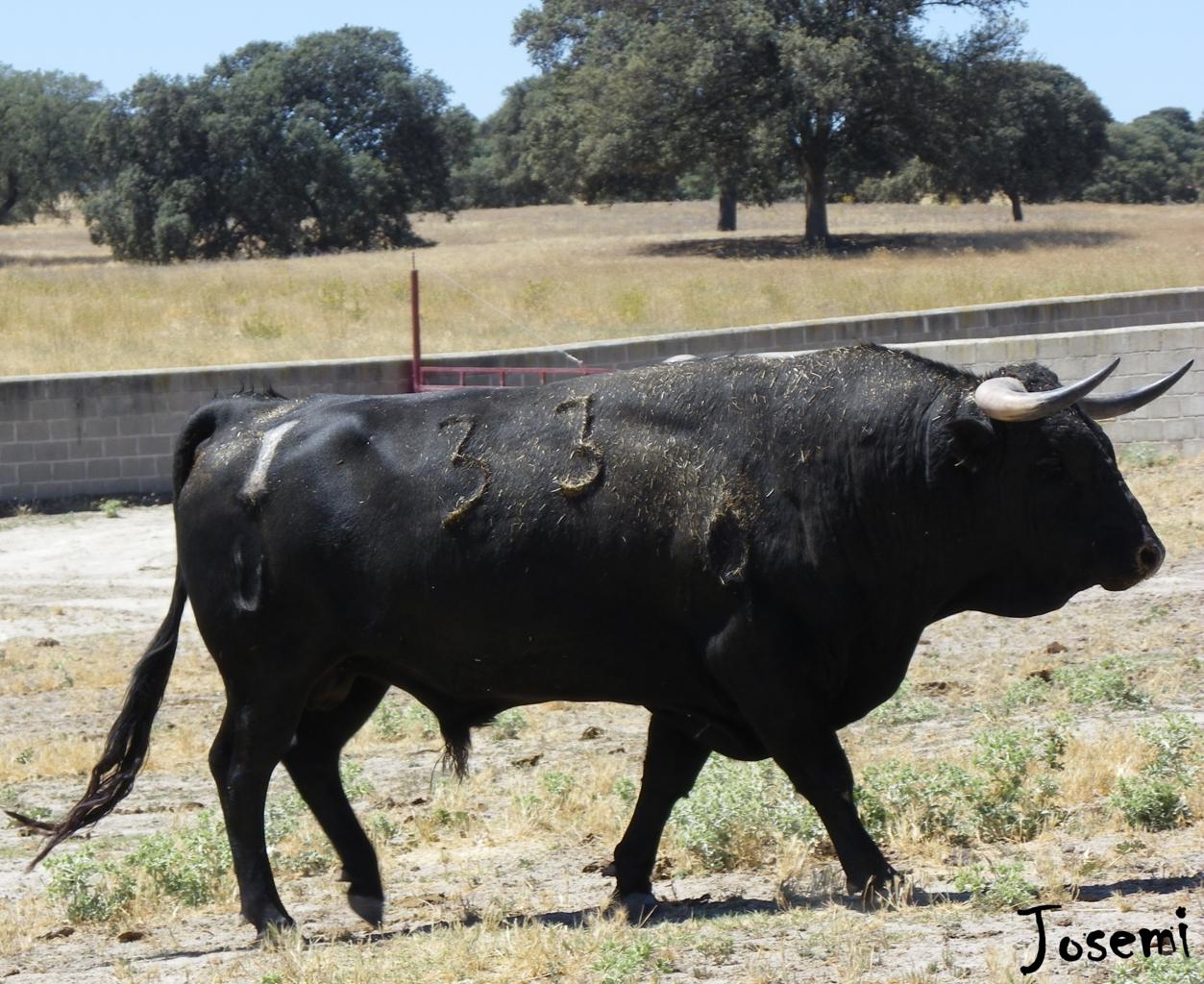 JOSEMI TOROS 2: JARAL DE LA MIRA
