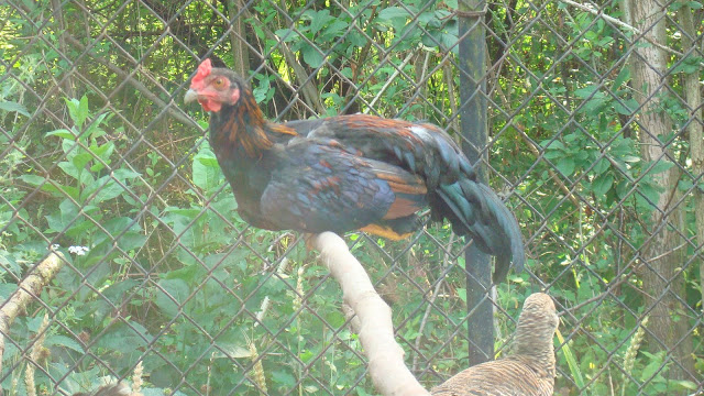 Amatorska hodowla drobiu ozdobnego: Rasy