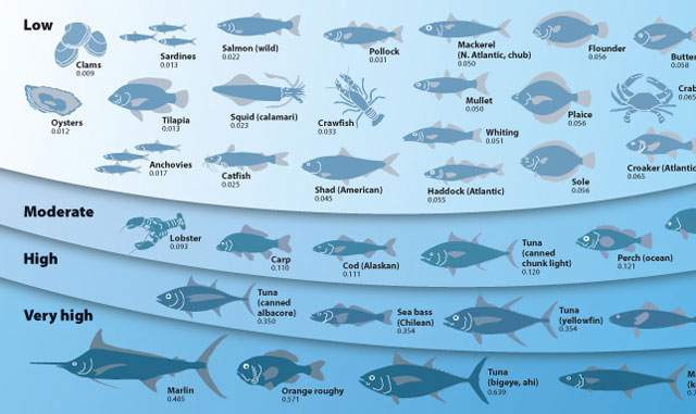 trends vcv: SOME HARMFUL FISHES THAT WE MUST AVOID IN OUR DIET.:::::