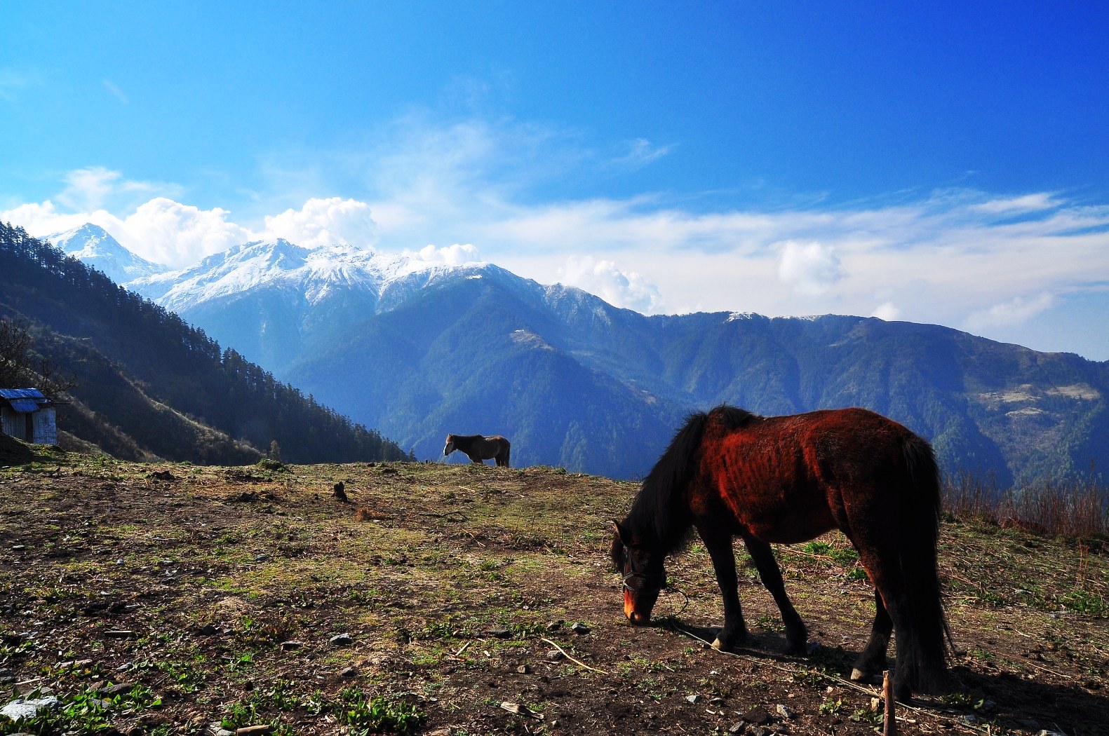 Around Annapurna Trek - 17/22 Days: LANGTANG TREK 11 DAYS