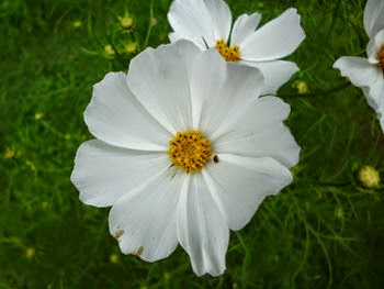 White Cosmos - Sudu Atapethiya | SL Flora