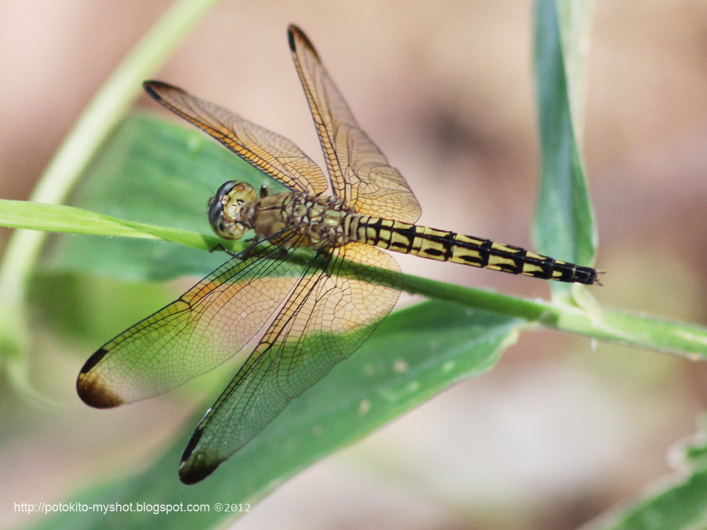 Female of Red Grasshawk Dragonfly (Neurothemis fluctuans), Sumatra ...