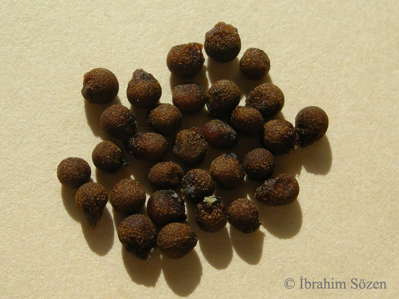 The Country Of Crocuses: Colchicum turcicum