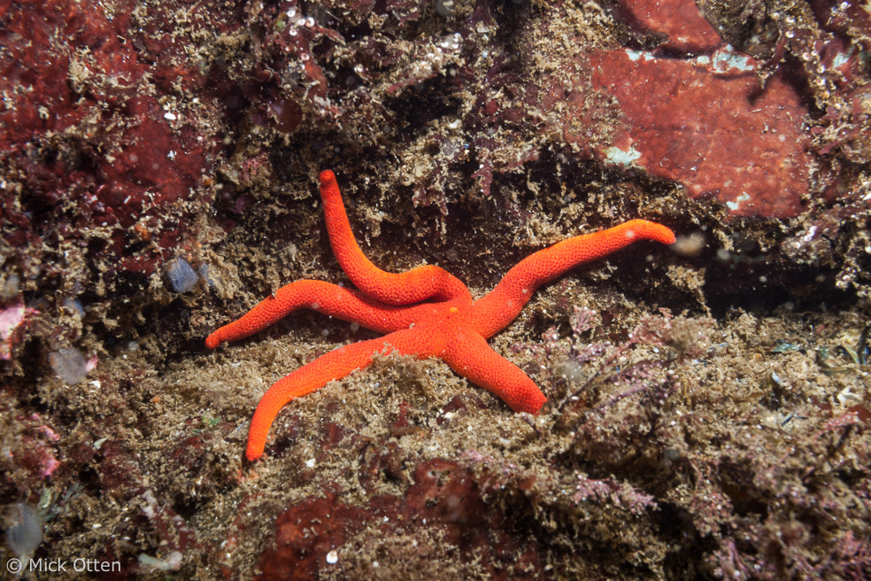 Mick's marine biology: Sea stars of Vancouver Island - part 3