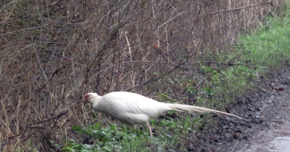 MERSEA WILDLIFE: WHITE PHEASANT