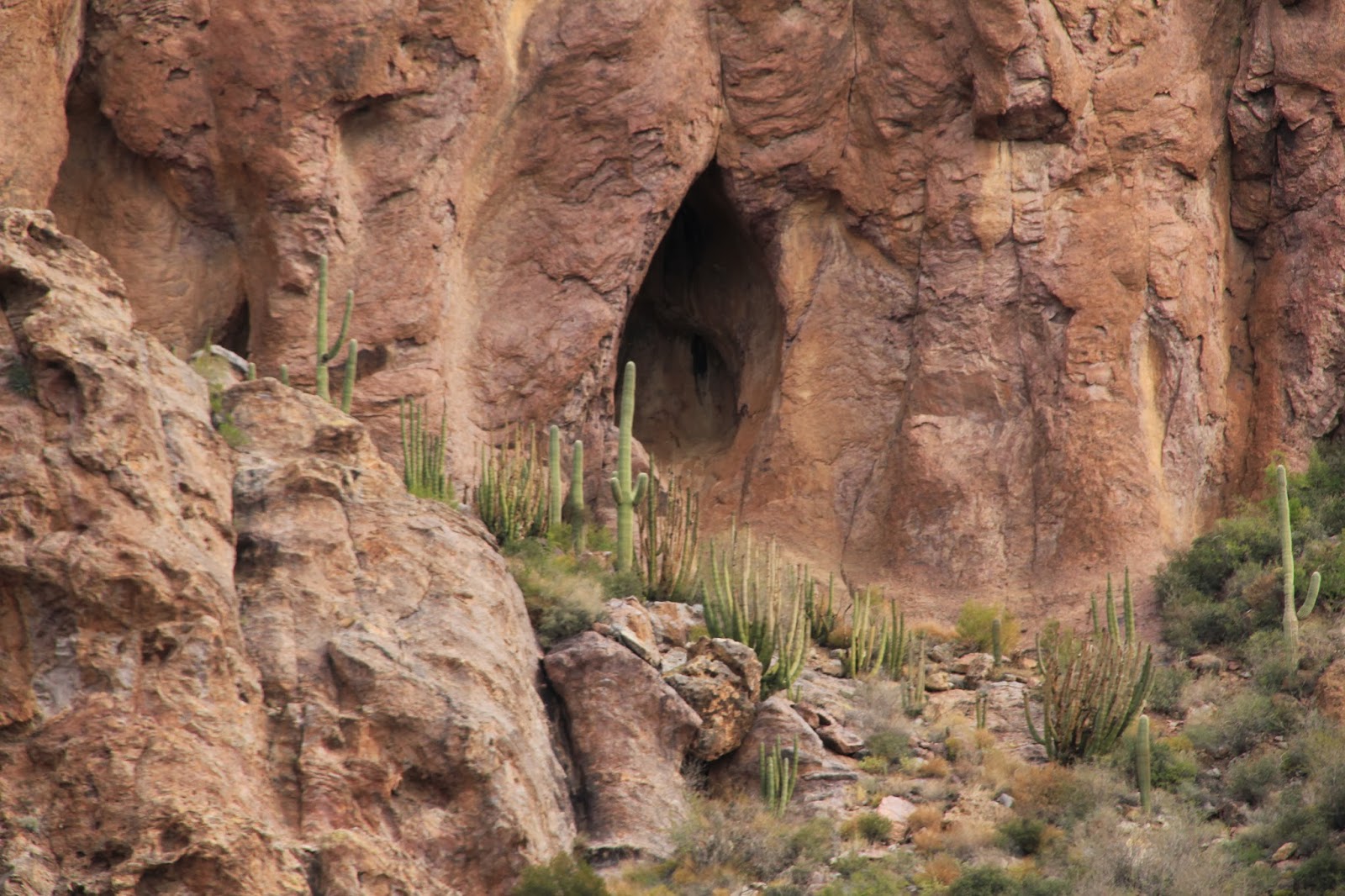 Travels with Twinkles: Organ Pipe Cactus National Monument