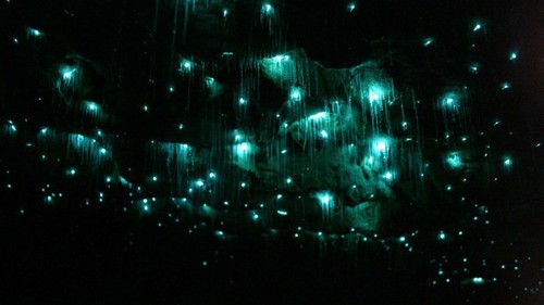 Bless Chaos: Firefly cave in New Zealand