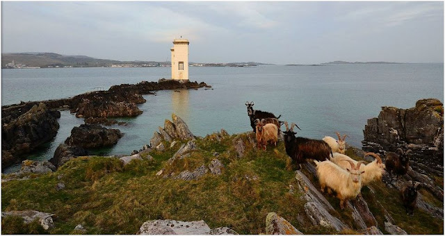 Islay Natural History Trust: Feral Goats - Niall Colthart