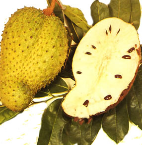 Plantas Medicinales, Recetas Caseras: +++ GUANABANA