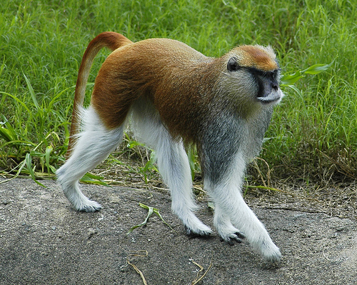 Patas Monkey - True Wildlife Creatures