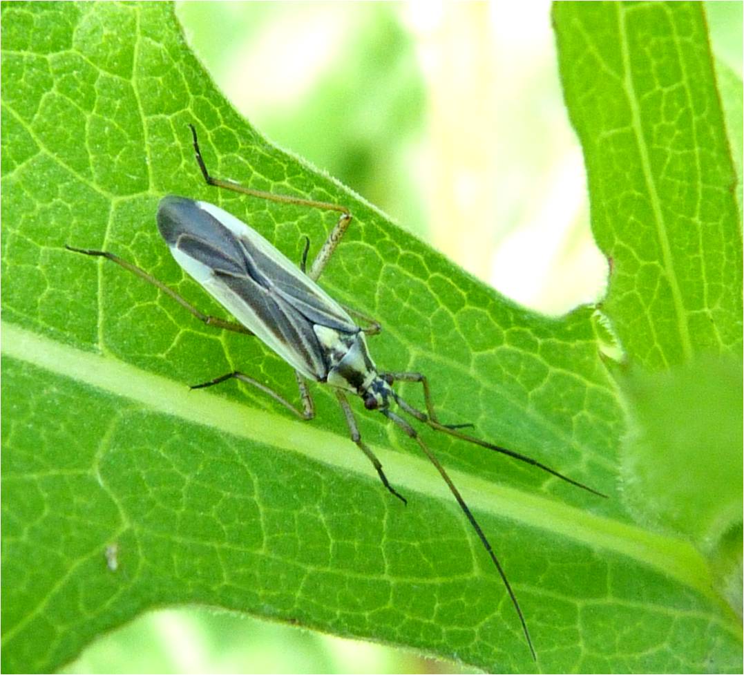 Insects of Scotland: True Bugs