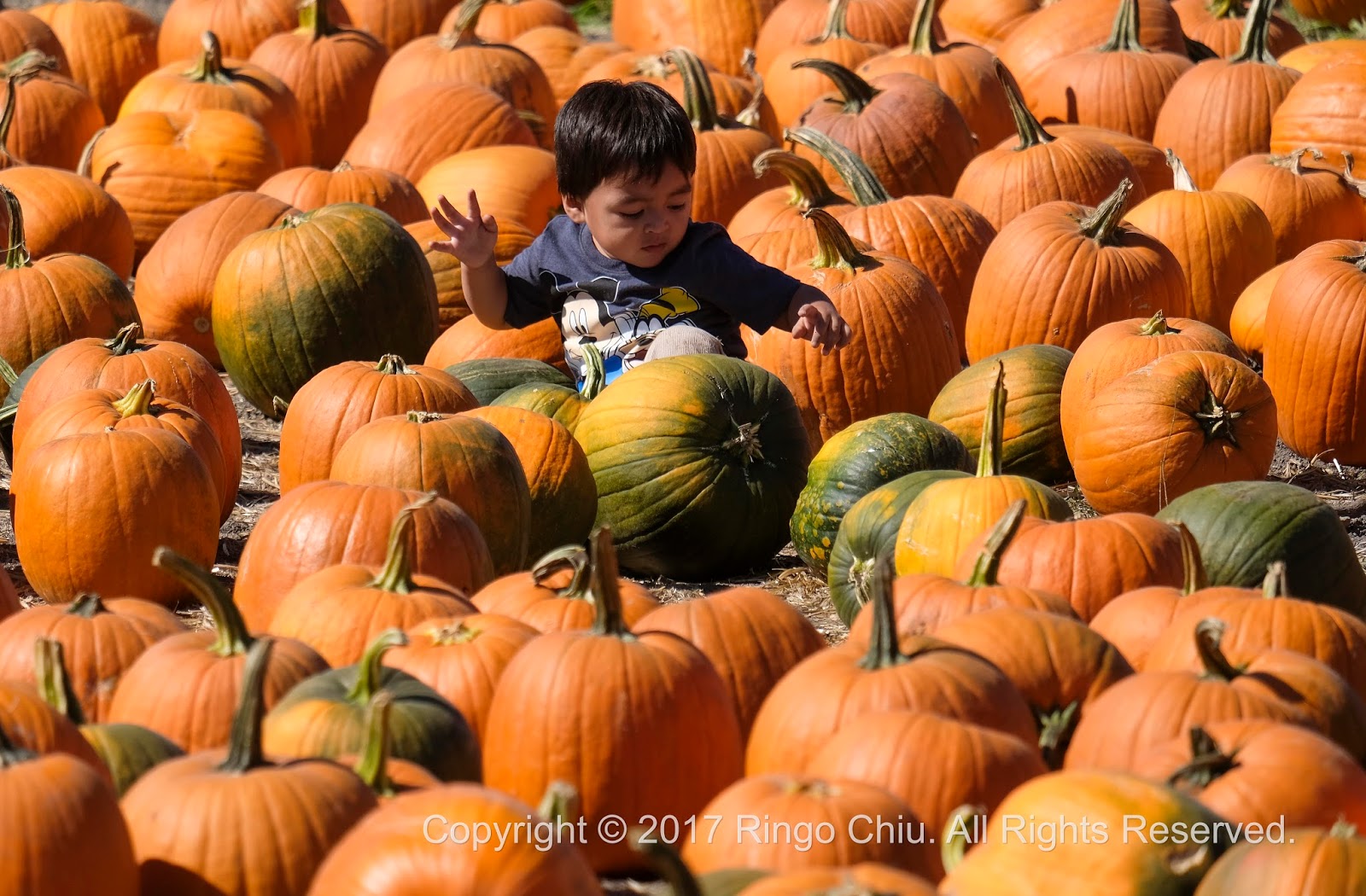 Ringo Chiu Photography: 20171007 Pumpkin Festival in Cal Poly Pomona