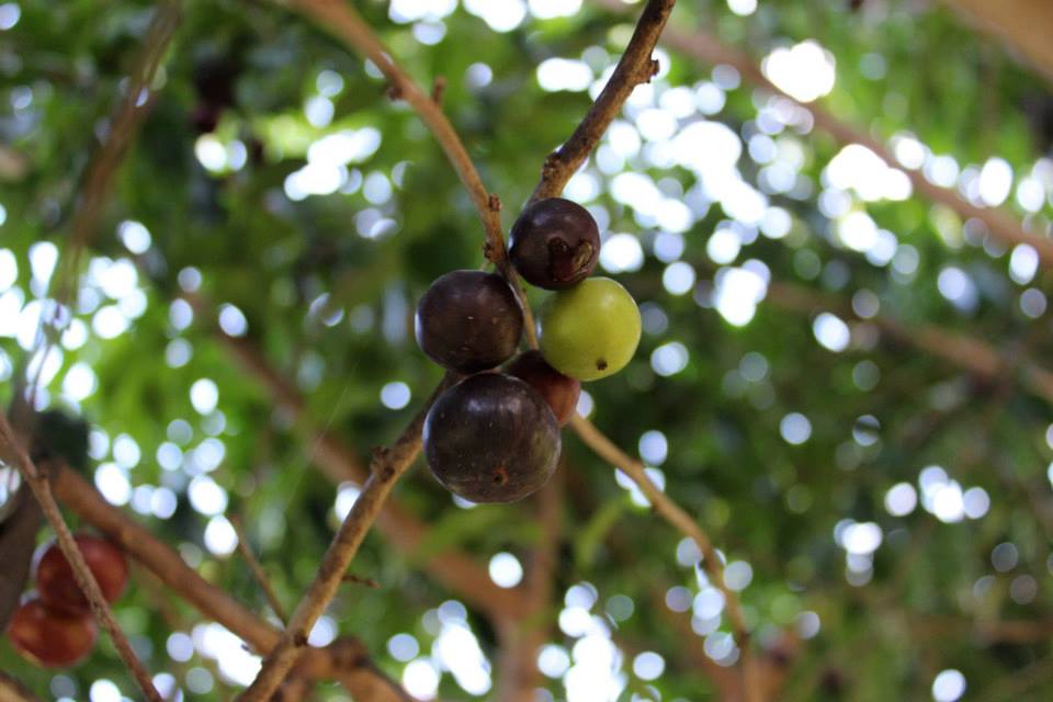 Daleys Fruit Tree Blog: John Picone's Orchard - Perhaps Best Home ...