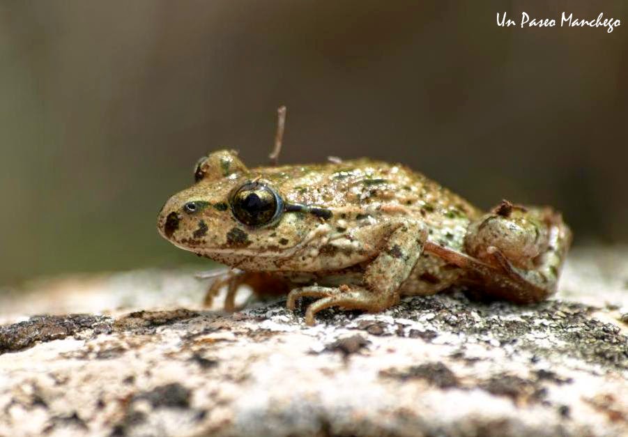 Un Paseo Manchego: Sapillo moteado común; Pelodytes punctatus.
