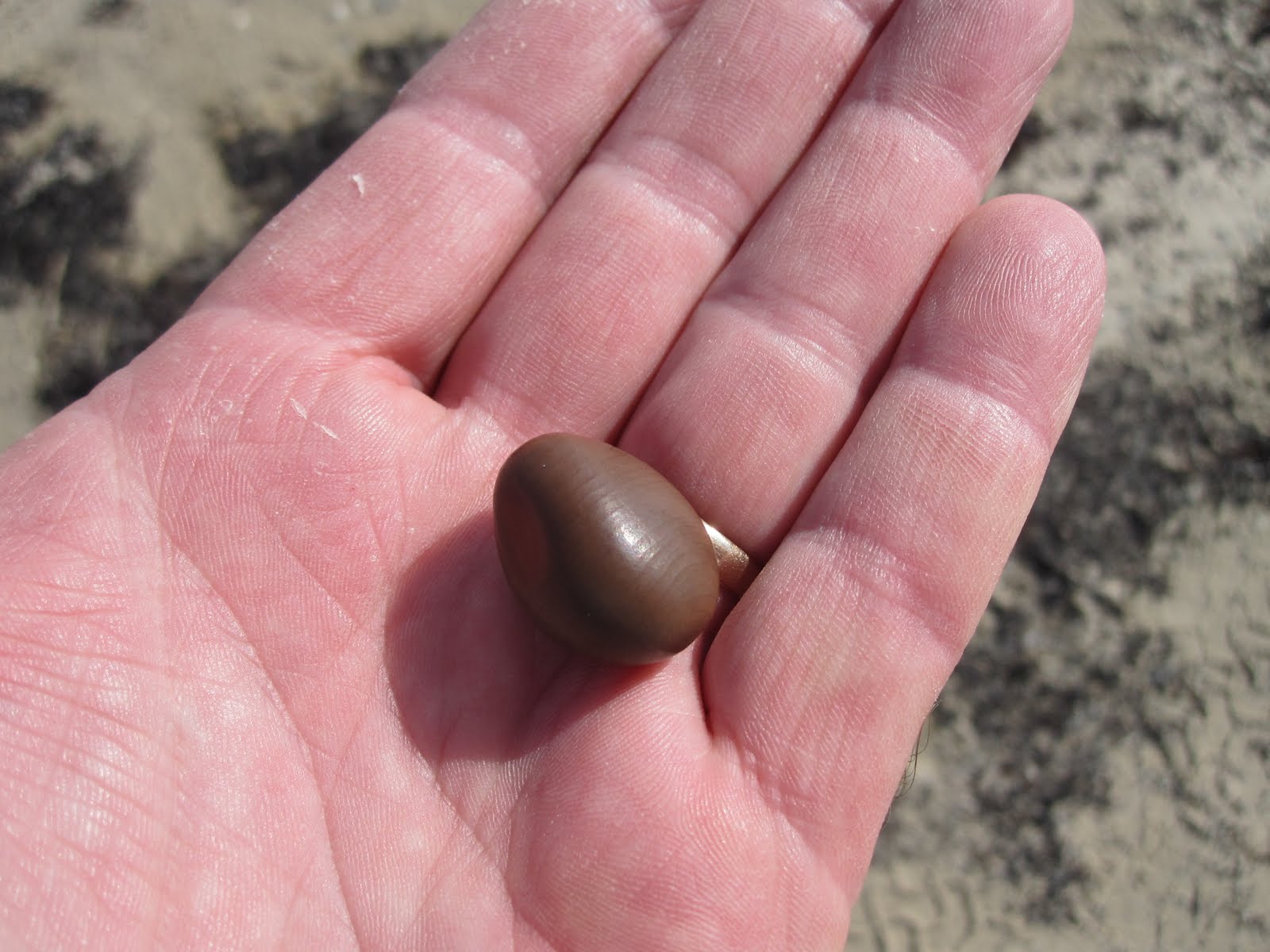 Beach Beans