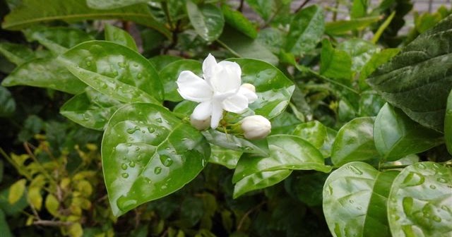 Melati putih Flower