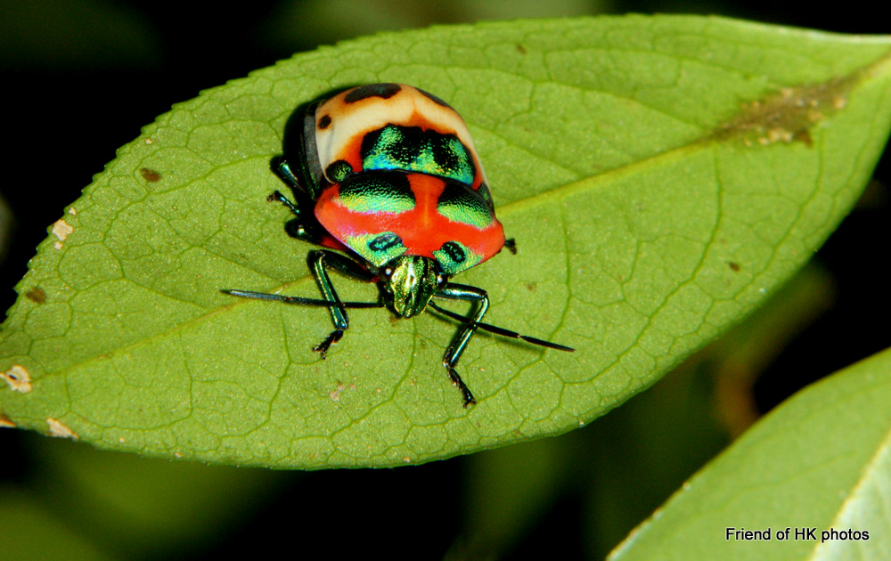Photographic Wildlife Stories in UK/Hong Kong: Colourful Bugs