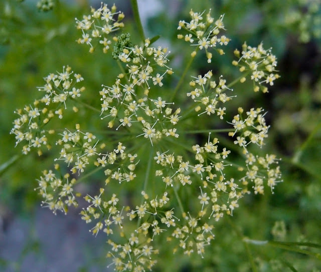 une fleur d'un jour: :: petroselinum crispum ii