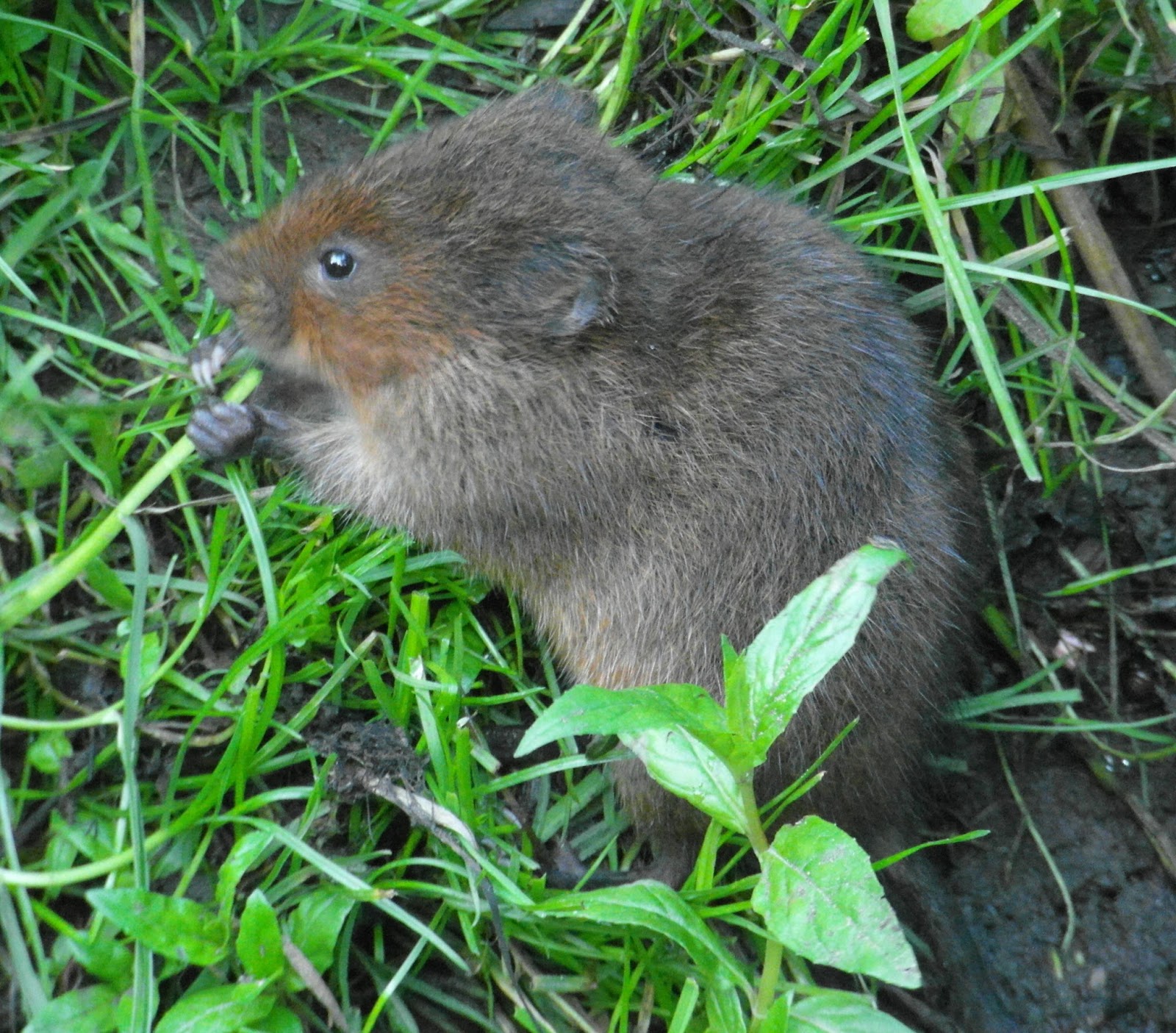 About a Brook: Hello to BBC Midlands Today!