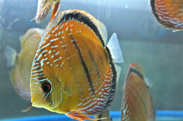 Expeditions Santarém