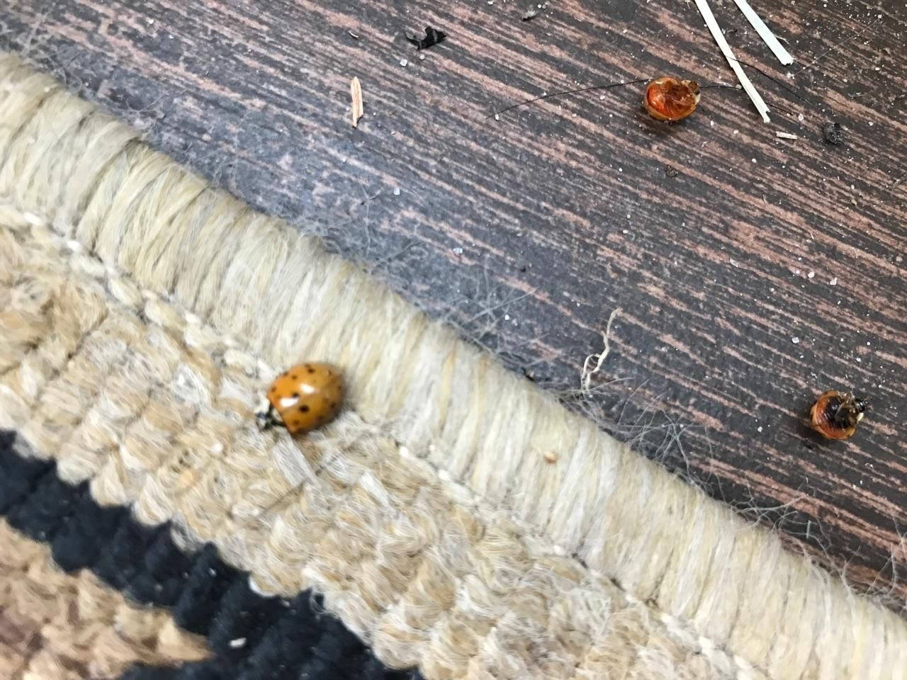 Urban IPM: Invasive ladybugs?!
