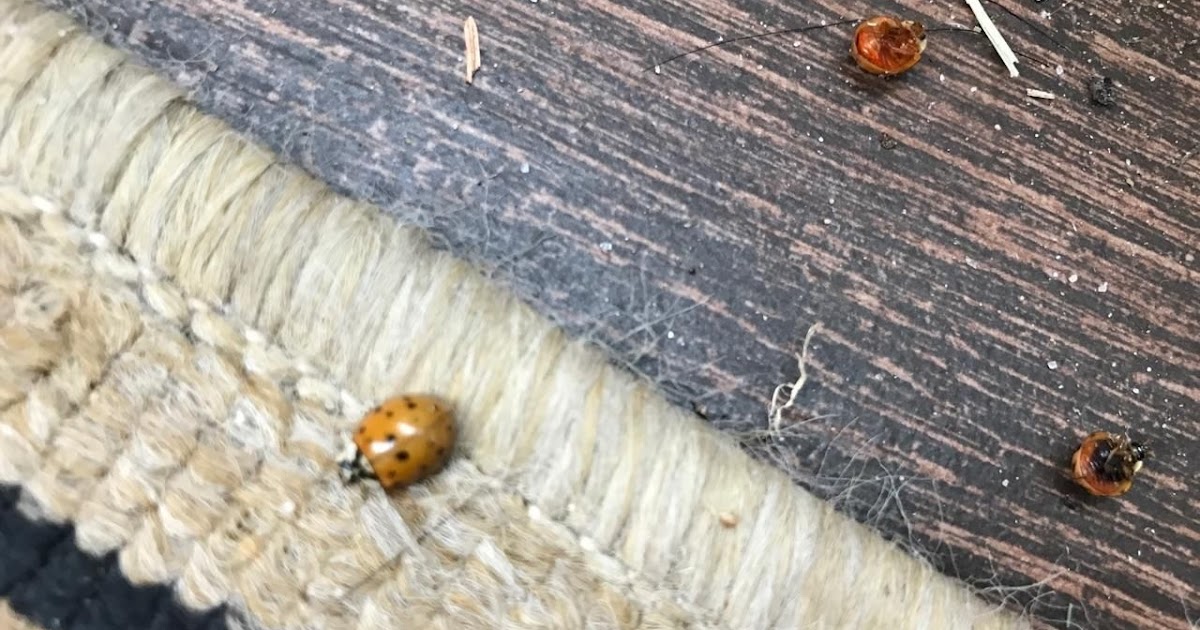 Urban IPM: Invasive ladybugs?!