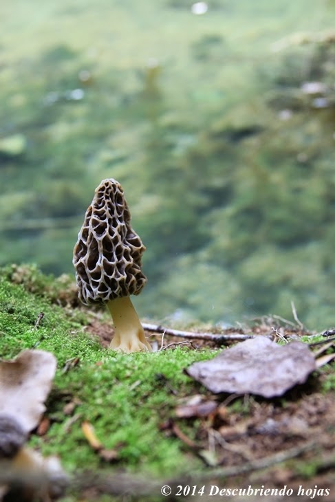 Descubriendo hojas: La colmenilla