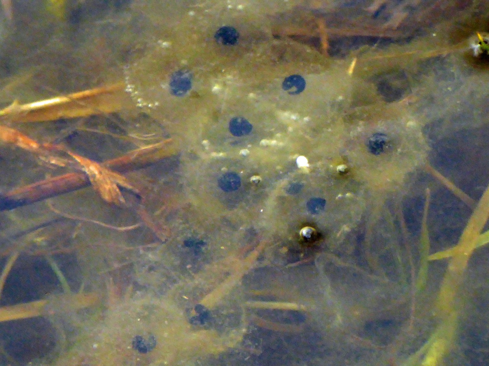 Wild and Wonderful: More Frogspawn at Felixstowe
