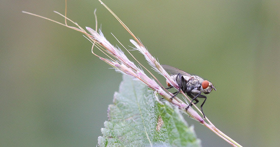 Corey Carter | Austin, Texas: Red-Eyed Fly