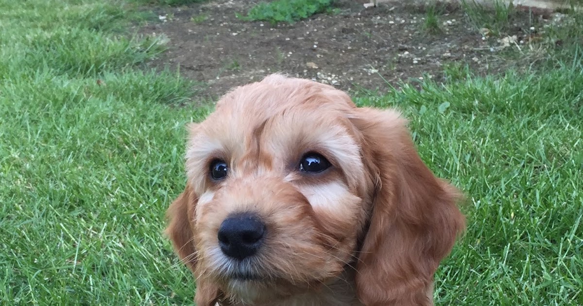 Things that make me go aagghh!: Barney the cockapoo, puppy to teenager