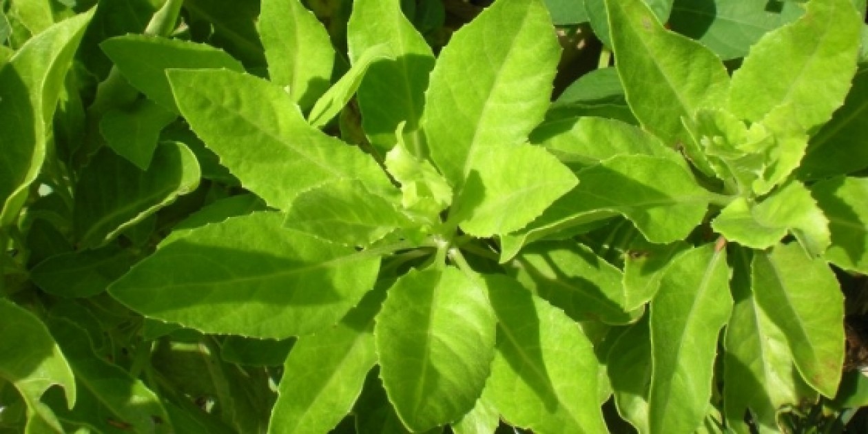 Daun Beluntas Daun Liar Yang Banyak Manfaatnya ~ Nursing Hub