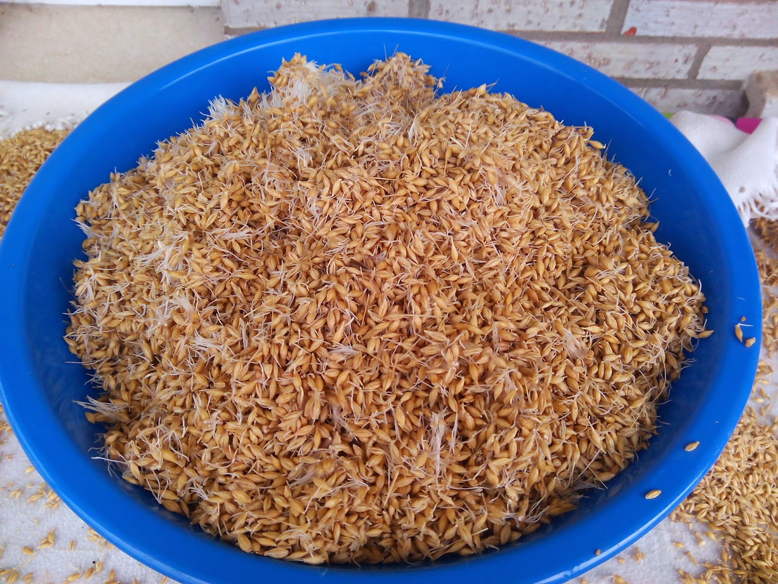 Cuaderno de anillas: MALTEADO DE CEBADA Y MÁS.