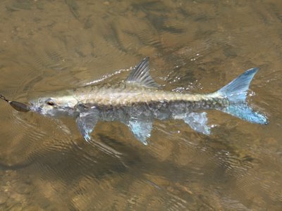 Spreebird wildlife: Mahseer (National Fish of Pakistan)