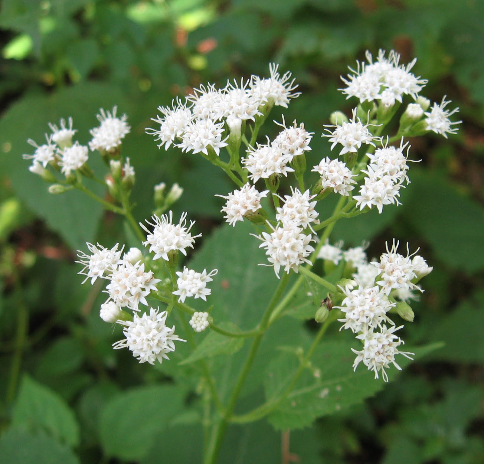 Tangled Web: A Short Primer on "Aster"ology