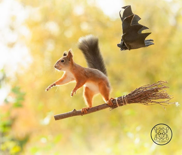 Photographer Captured Squirrels Every Day For Six Years And Here Are ...