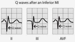 Human Medical Physiology
