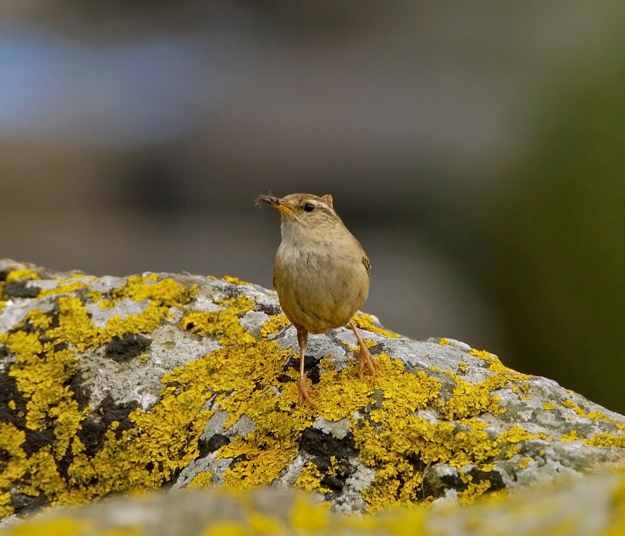 Scottish Wildlife Blog: Kildonan, Isle of Arran