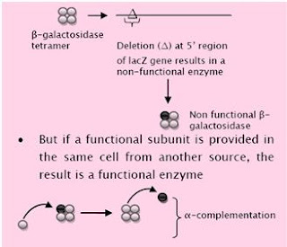CSIR LIFE SCIENCE PREPARATION: α-complementation