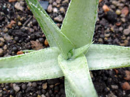 Thaisucculents: Aloe angel wing