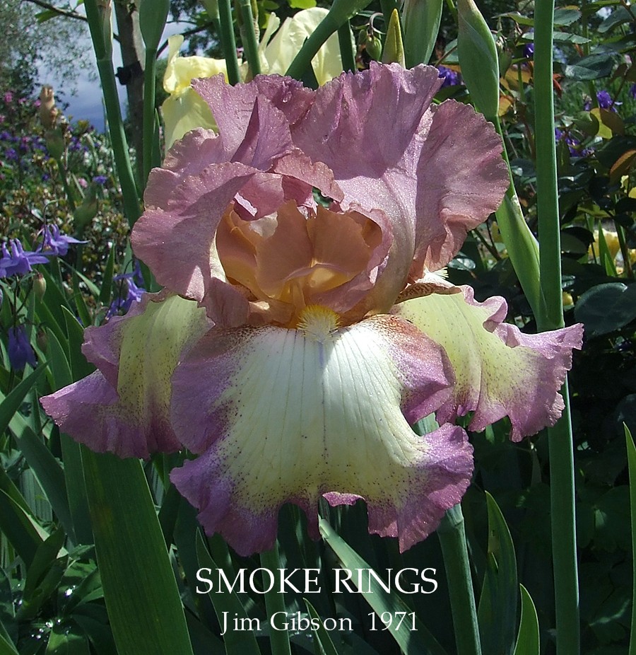 Tall Bearded iris 'SMOKE RINGS' ~ HERITAGE IRISES