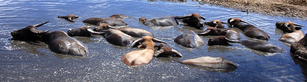 O Livro das Contradisoens: Dili - Baucau - Laga - Baucau