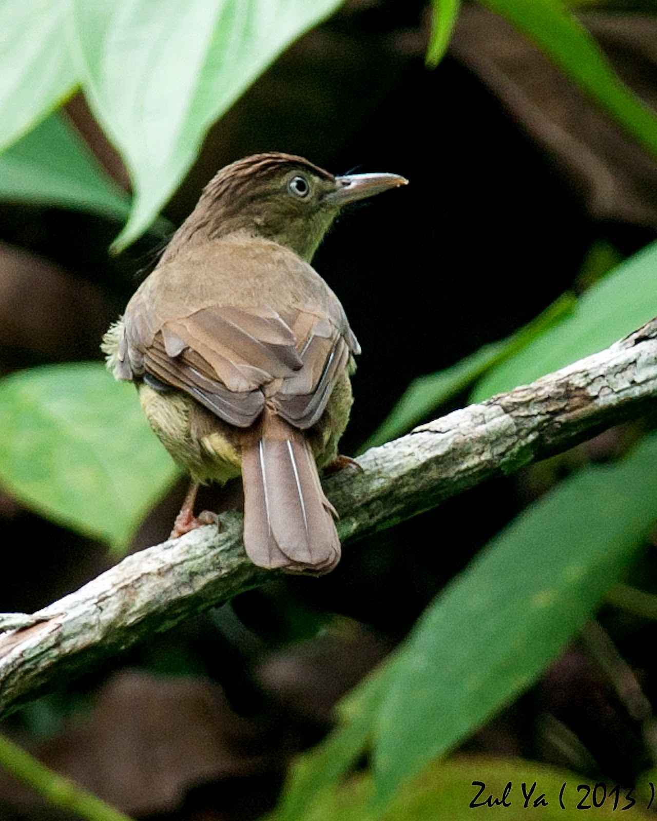 Zul Ya - Birds of Peninsular Malaysia: The Bulbul's Collection ...