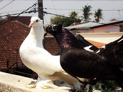 toko bagong farm: Merpati Kipas/ Merpati Persi/ Indian Fantail Pegion