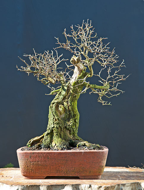 Walter Pall Bonsai Adventures: Three prunus