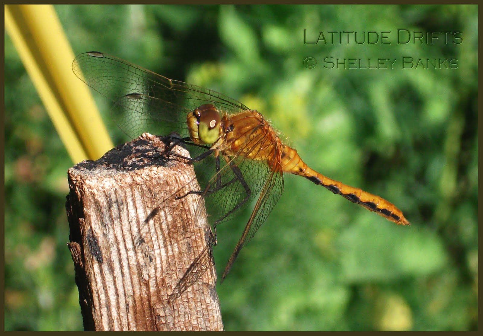 Prairie Nature: Hunting Meadowhawk Dragonflies