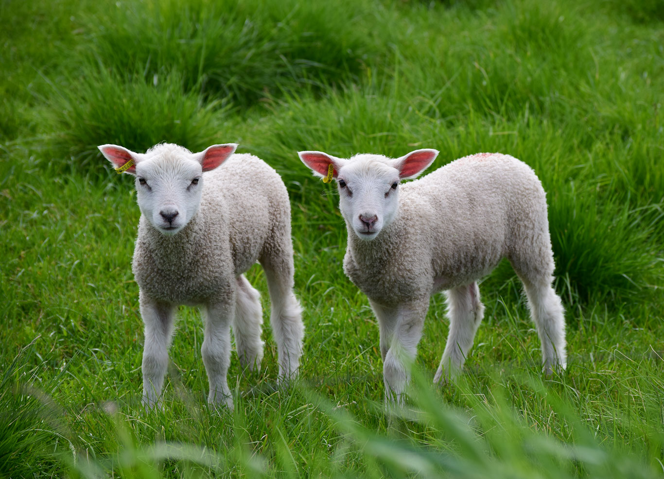 KulTur i Natur: Djur i Natur