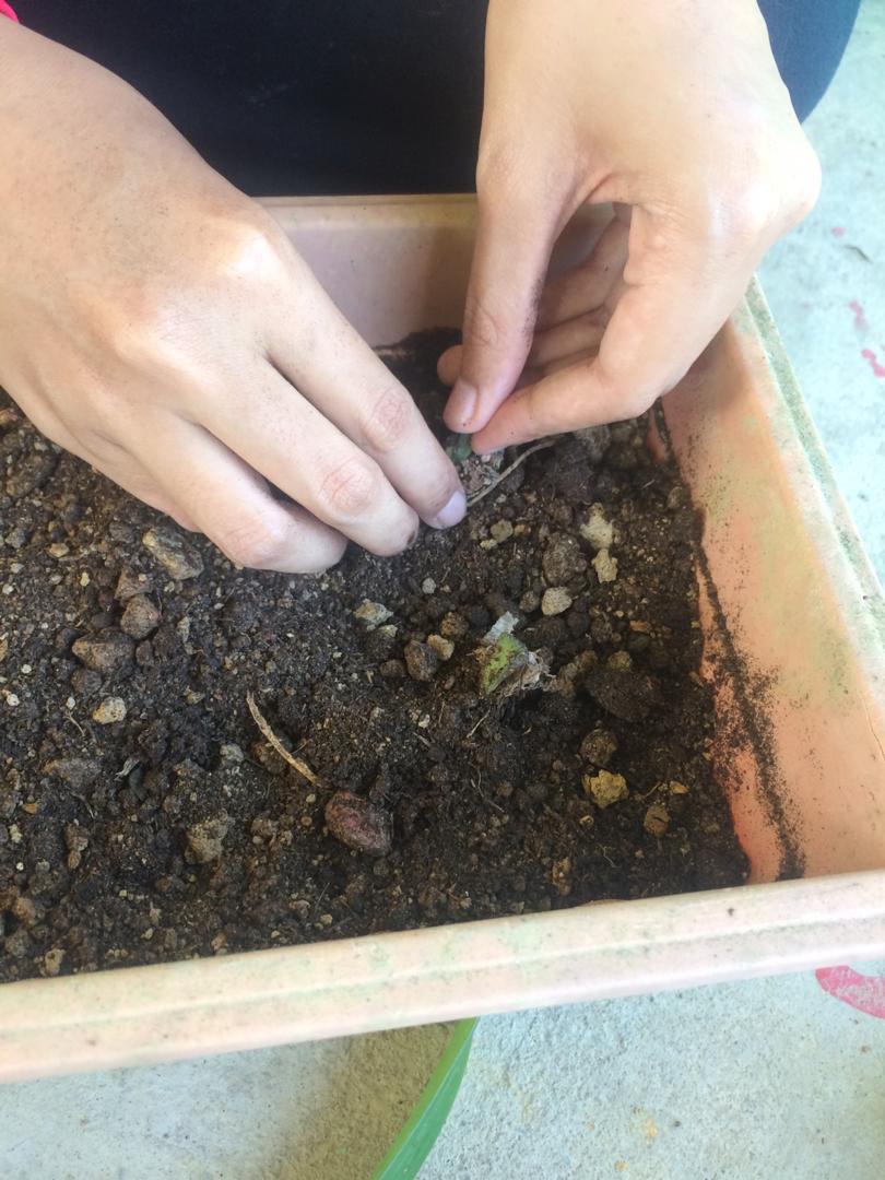 Minggu 6 : Pembiakan Vegetatif